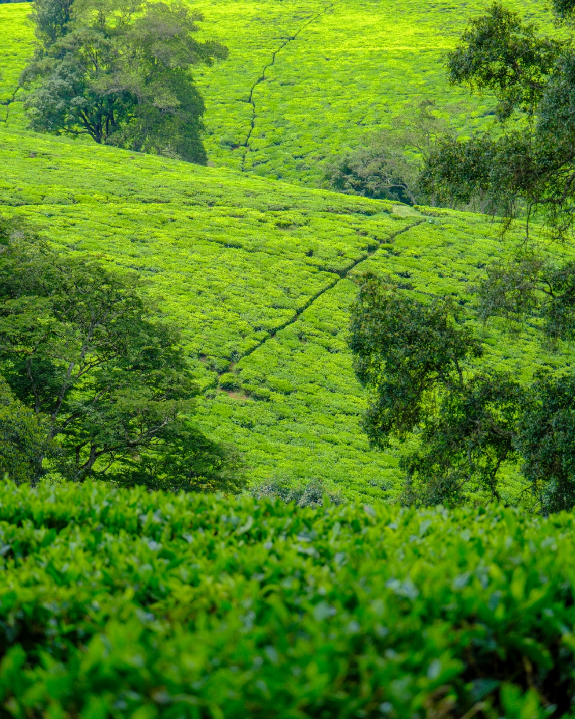 Shamim Ehsani - Design Hotels™