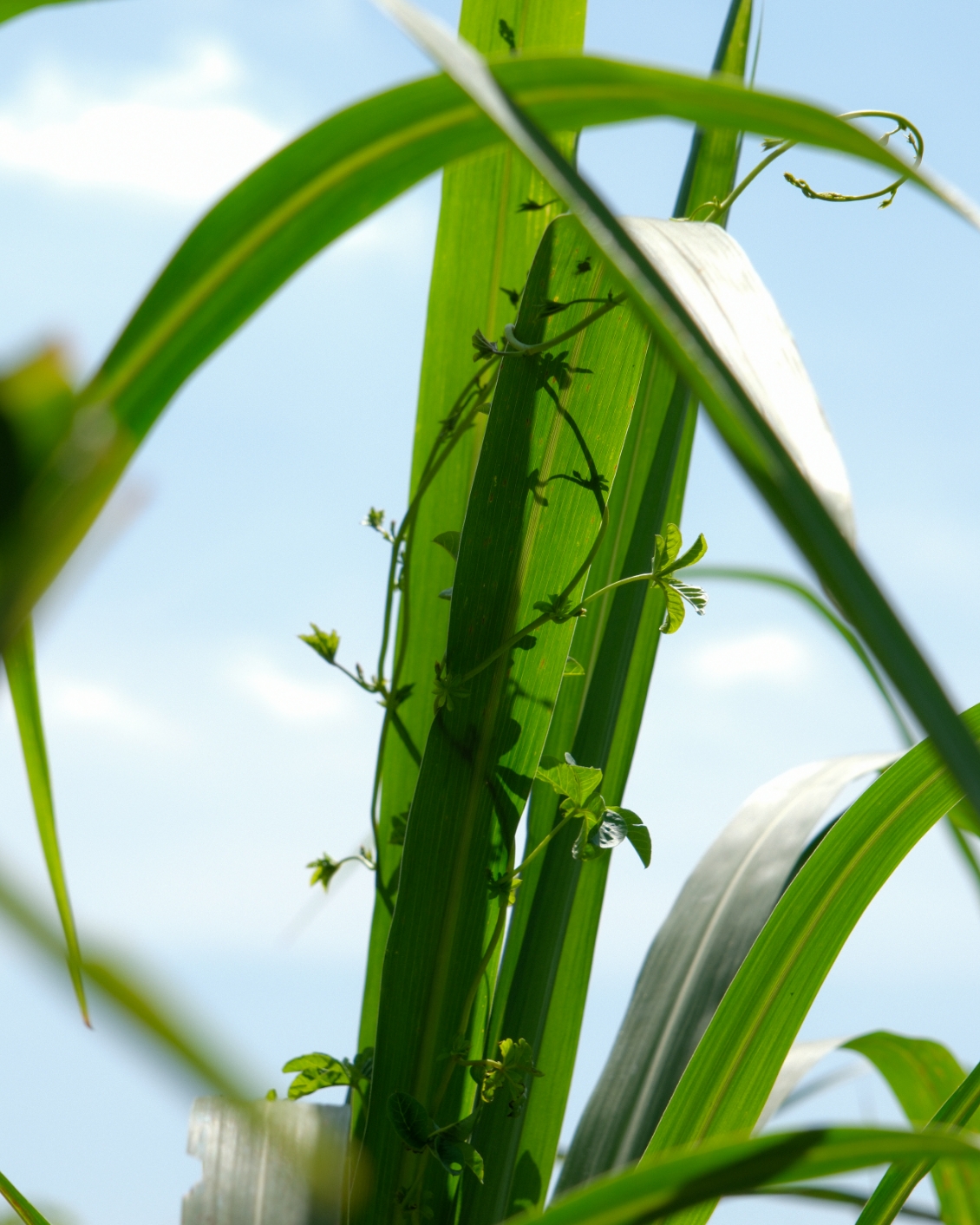 Shamim Ehsani - Design Hotels™