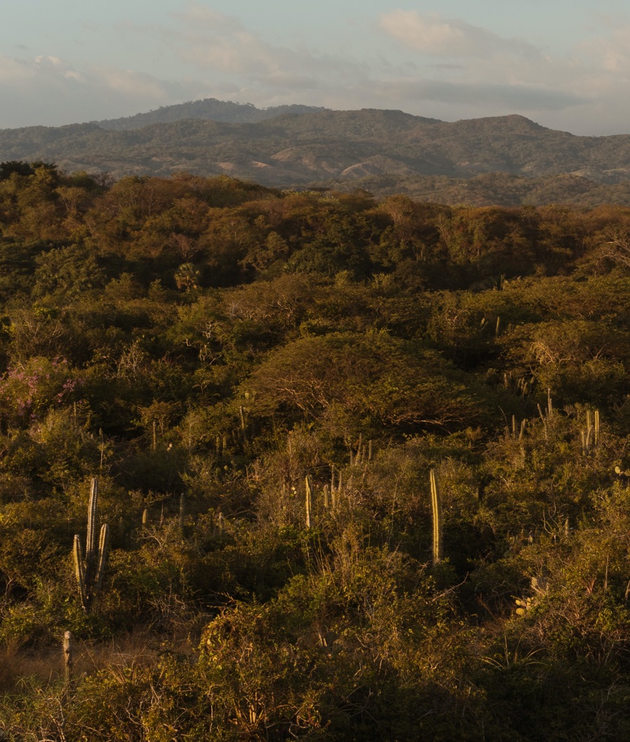 Hotel Terrestre (Puerto Escondido, Mexico) | Design Hotels™ - Design ...