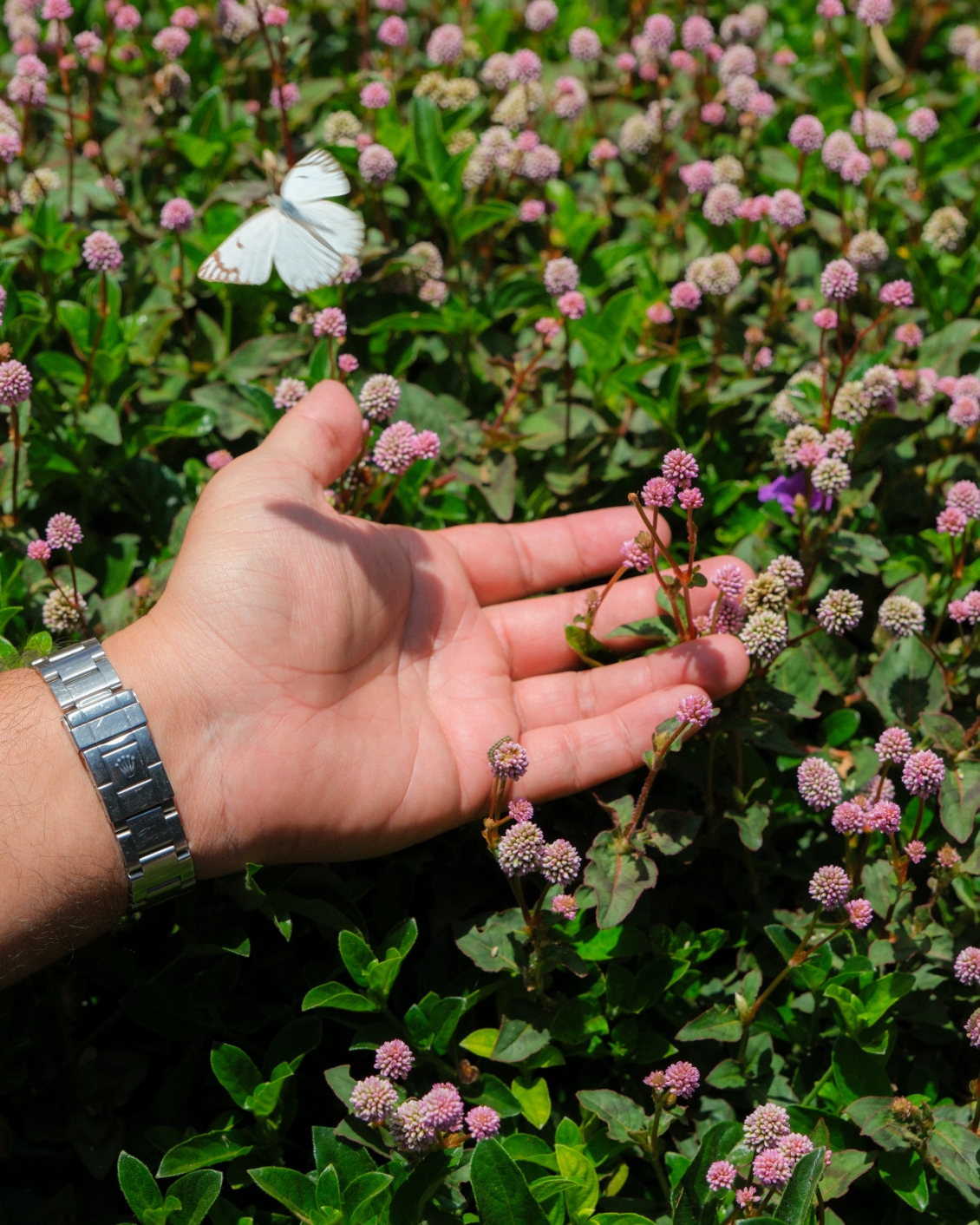 Shamim Ehsani - Design Hotels™