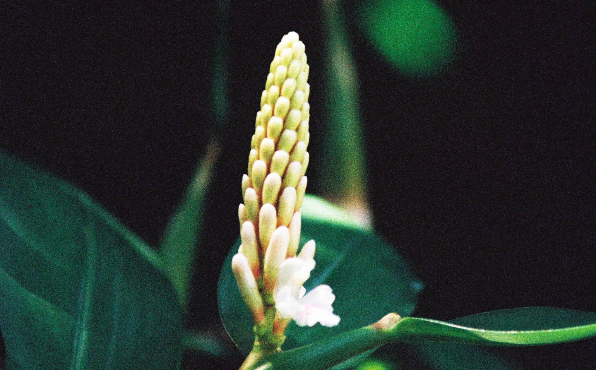 Nature’s Kiss From Basium - Design Hotels™