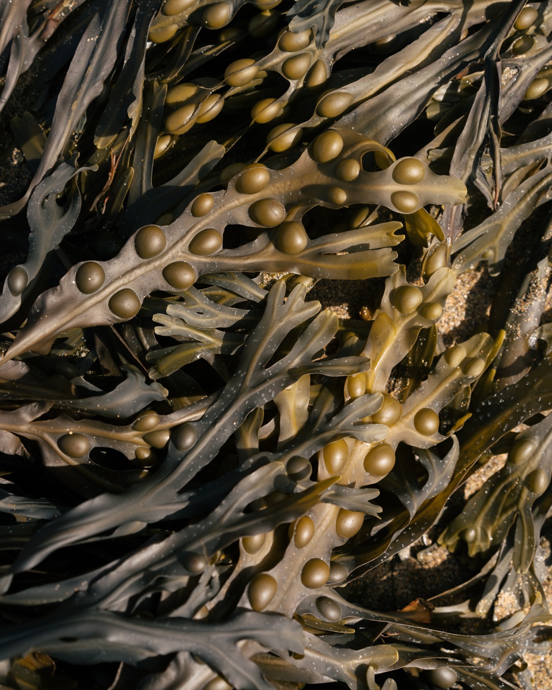 Will Biomaterials Build Our Future? - Design Hotels™