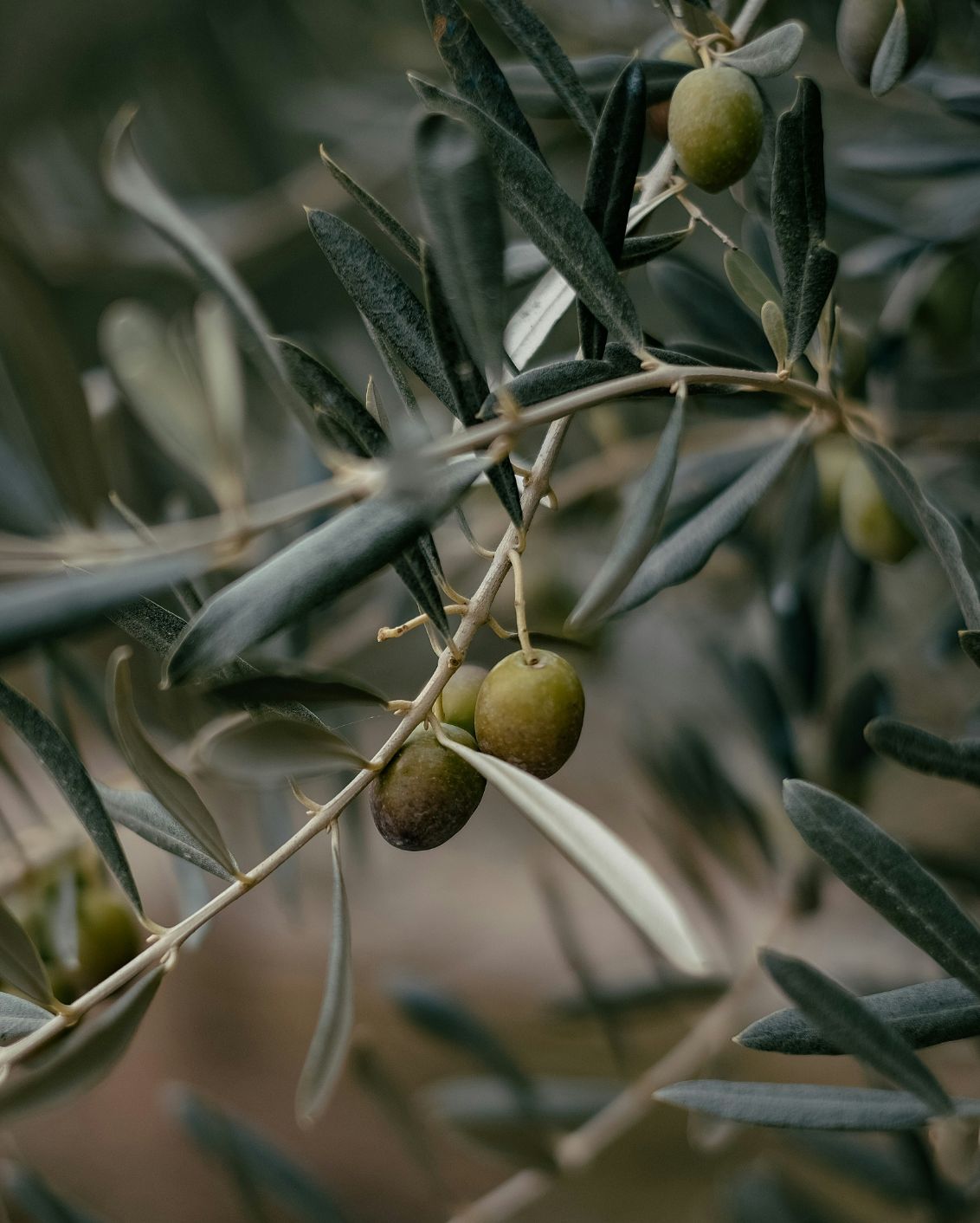 The Future Looks Ancient in Crete - Design Hotels™