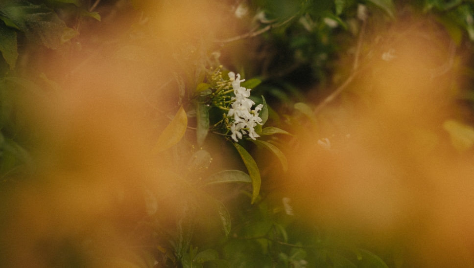 Psychedelic Quests—What’s the big idea? - Design Hotels™